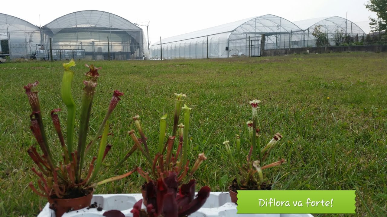 123. DIFLORA IN CONTINUA ESPANSIONE PER DIMENSIONE DELLE SERRE E NUMERO ...