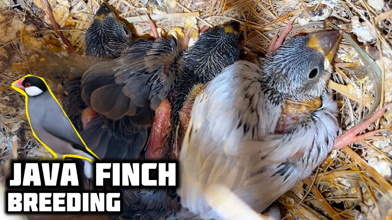 Java Finch Birds Breeding Successful & Chicks Growing Very Fast - Imran ...