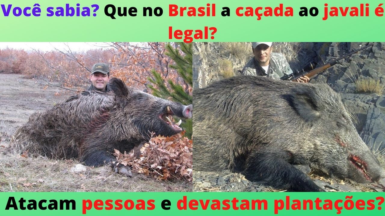 Javalis devastam plantações e mata nativa, é legal a caçada ao javali ...