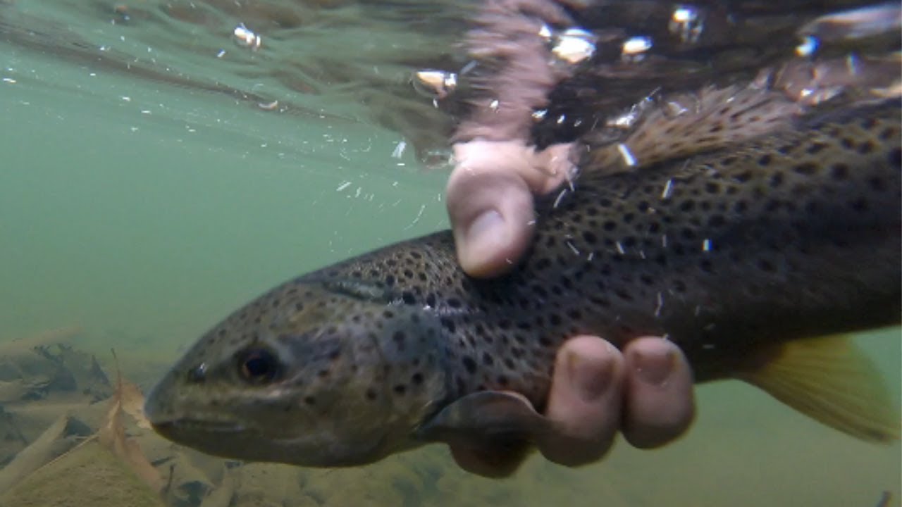 catch brown trout during the cold winter in small clear creek - YouTube