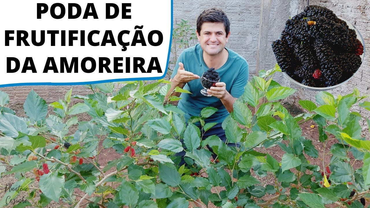 COMO FAZER A SEGUNDA PODA DO PÉ DE AMORA DA FORMA CORRETA, AUMENTANDO A ...