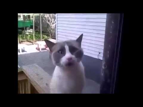 Facebook Funny cat swearing and then apologize 952357404836230 - YouTube