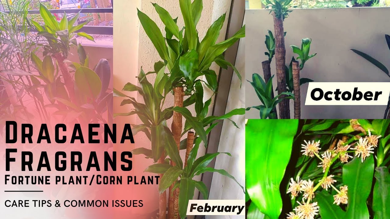 Fortune Plant aka Dracaena Fragrans, Corn plant Care Tips and Plant ...