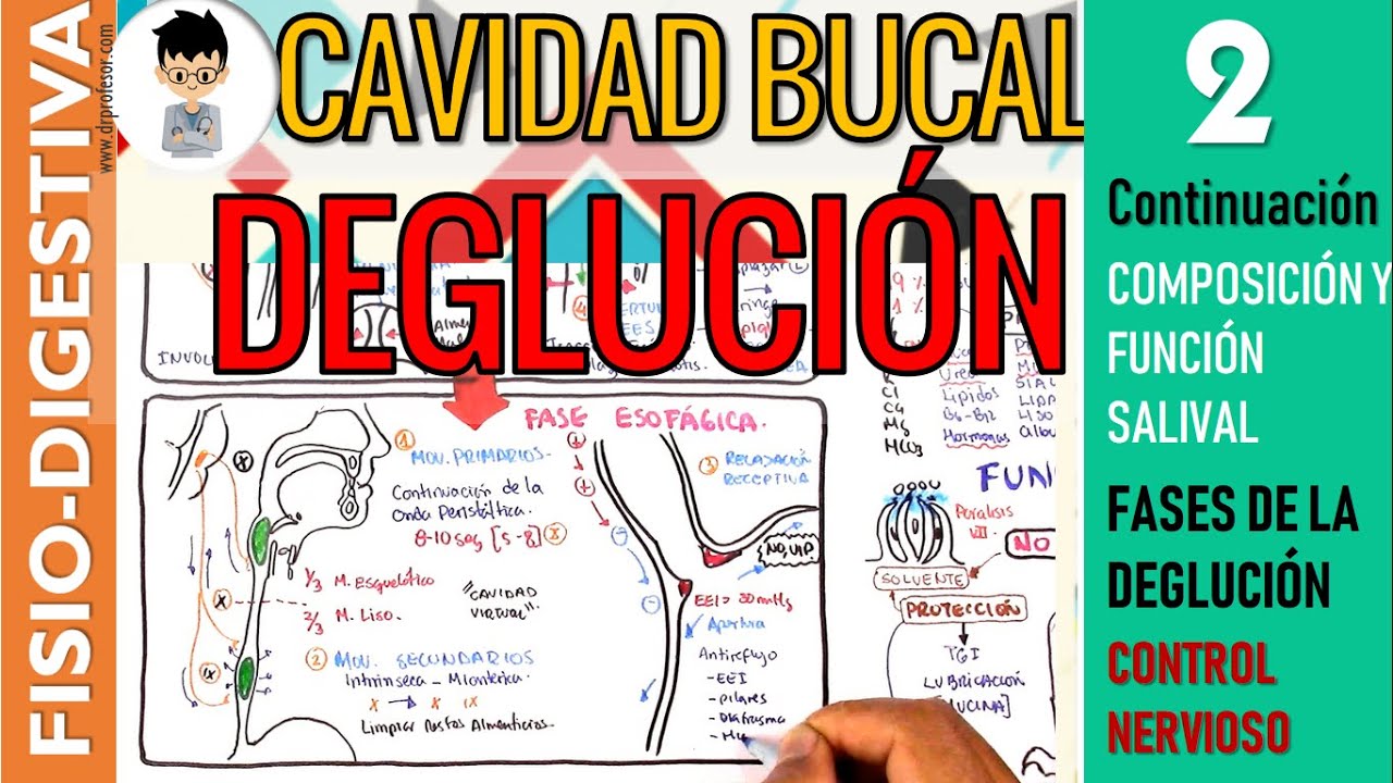 FISIOLOGIA de la SALIVA, Regulación NERVIOSA, FASES DE LA DEGLUCIÓN ...