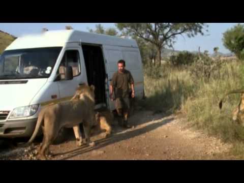 Lion Ranger \