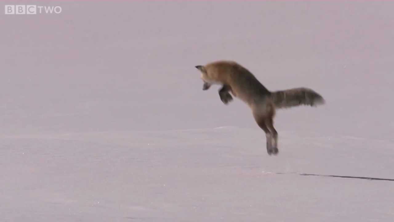 Fox Snow Dive - Yellowstone - BBC Two - YouTube