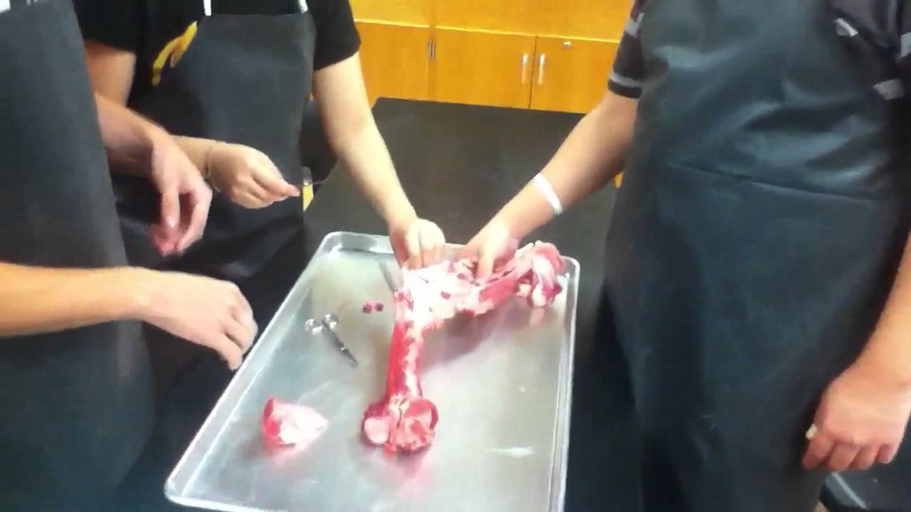 Pig knee dissection (2) - YouTube