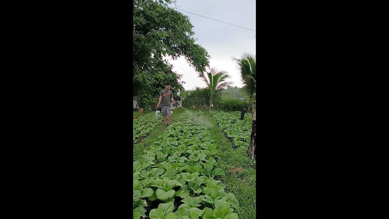 Growing Pechay Cabbage Garden at Home I Magtanim ng Chinese Pechay ...