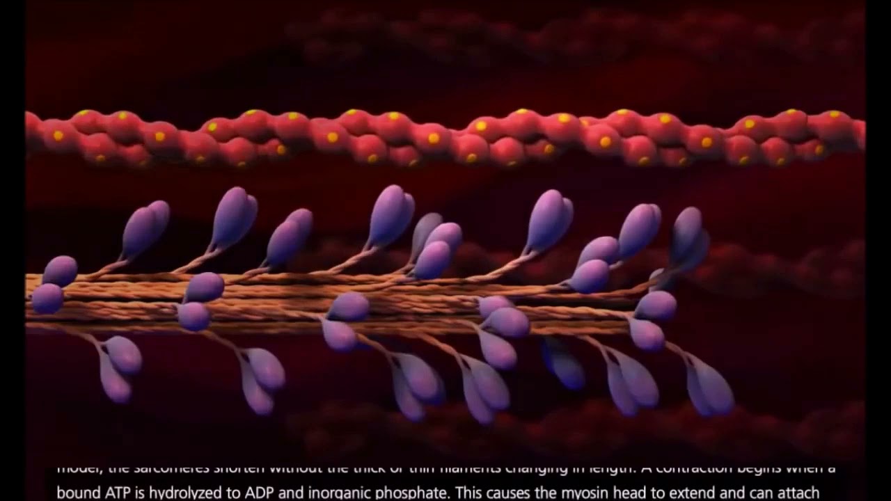 Contraction musculaire : interaction Actine / Myosine - YouTube