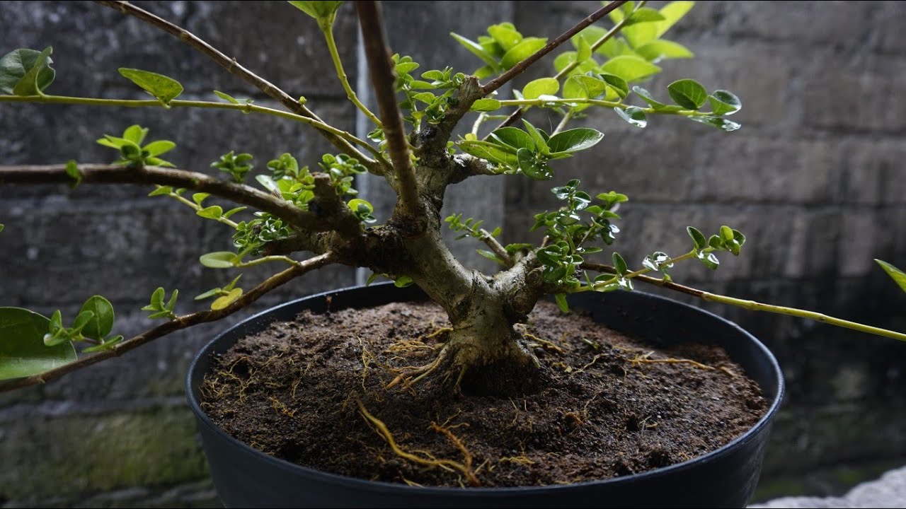 cara agar sancang tetep subur meskipun di dalam pot - YouTube