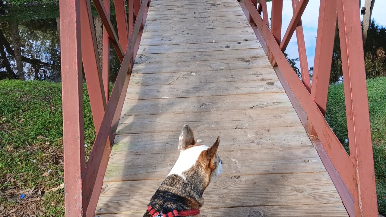 Demetree Park , dog walks boardwalk - YouTube