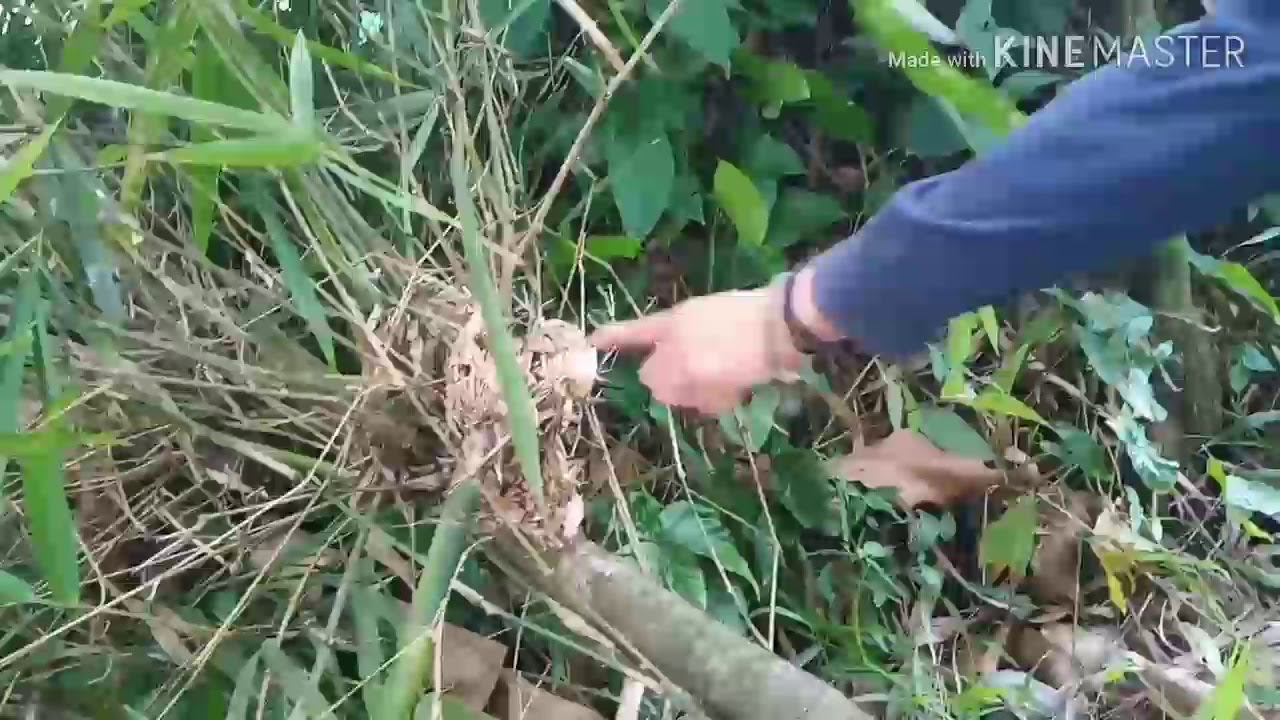 MOTONG BAMBU UNIK CARANG GANTUNG BERTUAH - YouTube