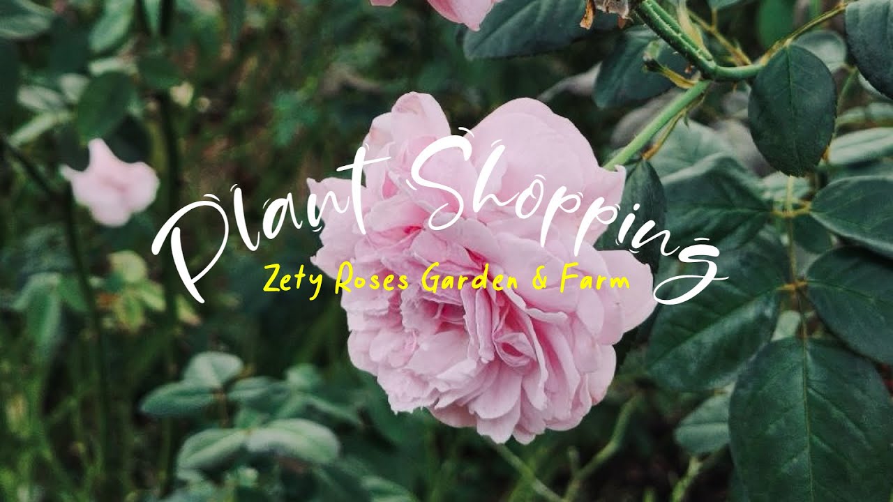 Plant Shopping at Zety Roses Garden & Farm - YouTube