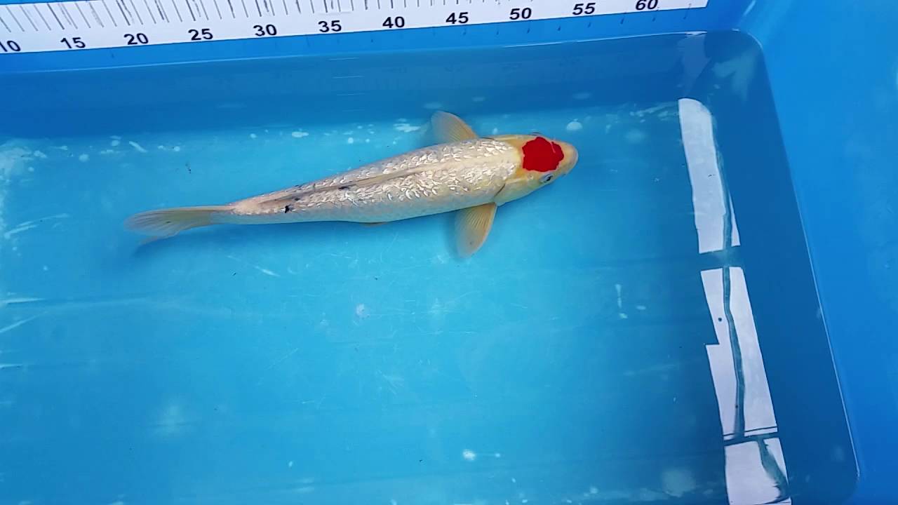 15" Gin Rin Tancho Sanke Koi Carp fish for sale @ love aquatics - YouTube