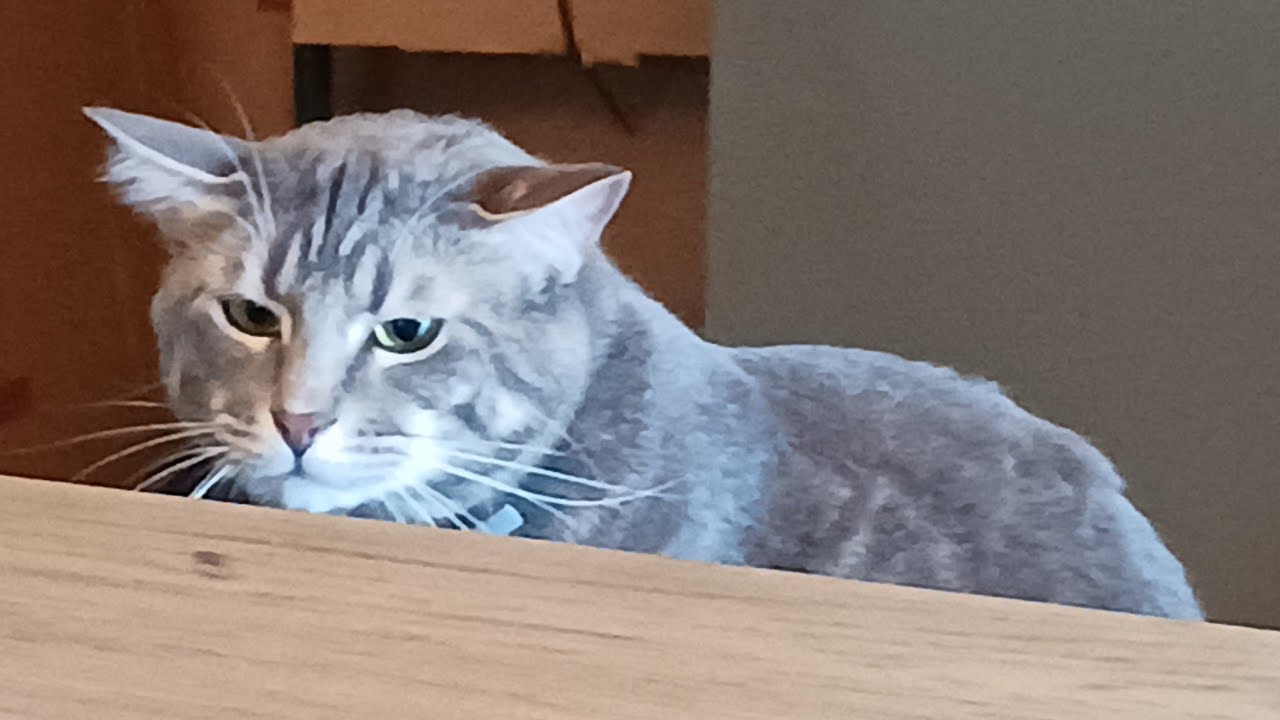 Tyler Cutie Smokey (the Tabby cat) Stares Down a Fly - YouTube