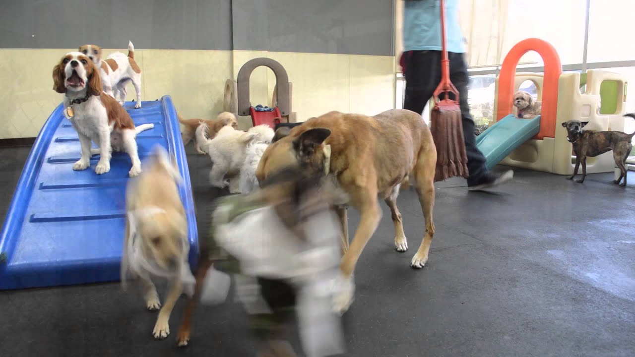 Paws Rescue -- How We Came to Be! - YouTube