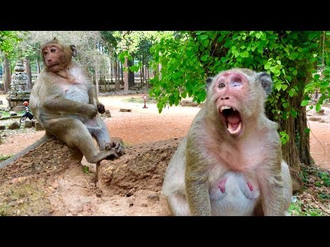 Ohh! Sweet Pea Sitting On The Stone So Sad| Popeye Threat With Big ...