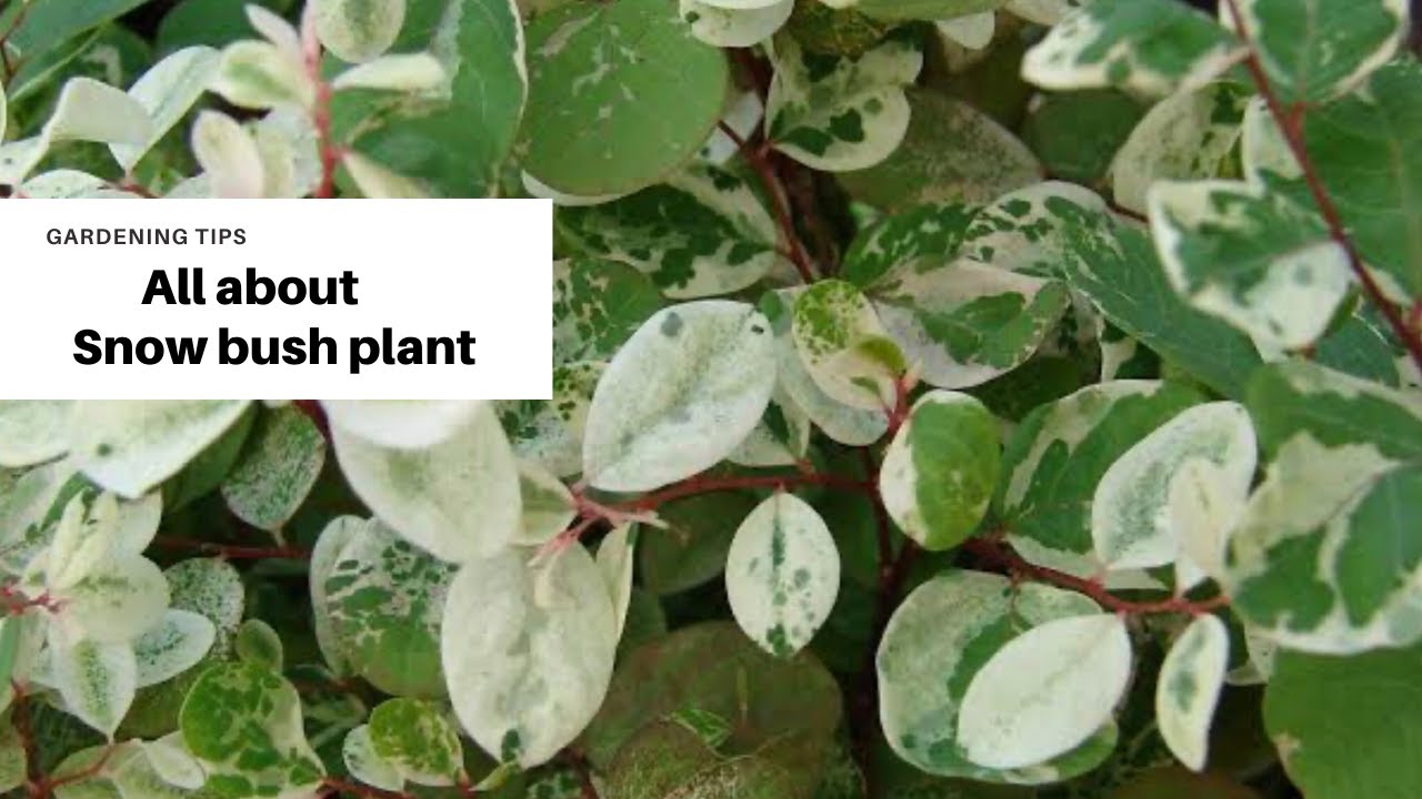Complete information about snow bush plant/care tips for beginners ...
