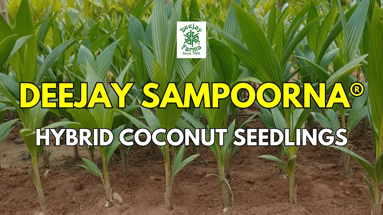 🌴Explore the Benefits of Deejay Sampoorna® Coconut Palms!🌴 # ...