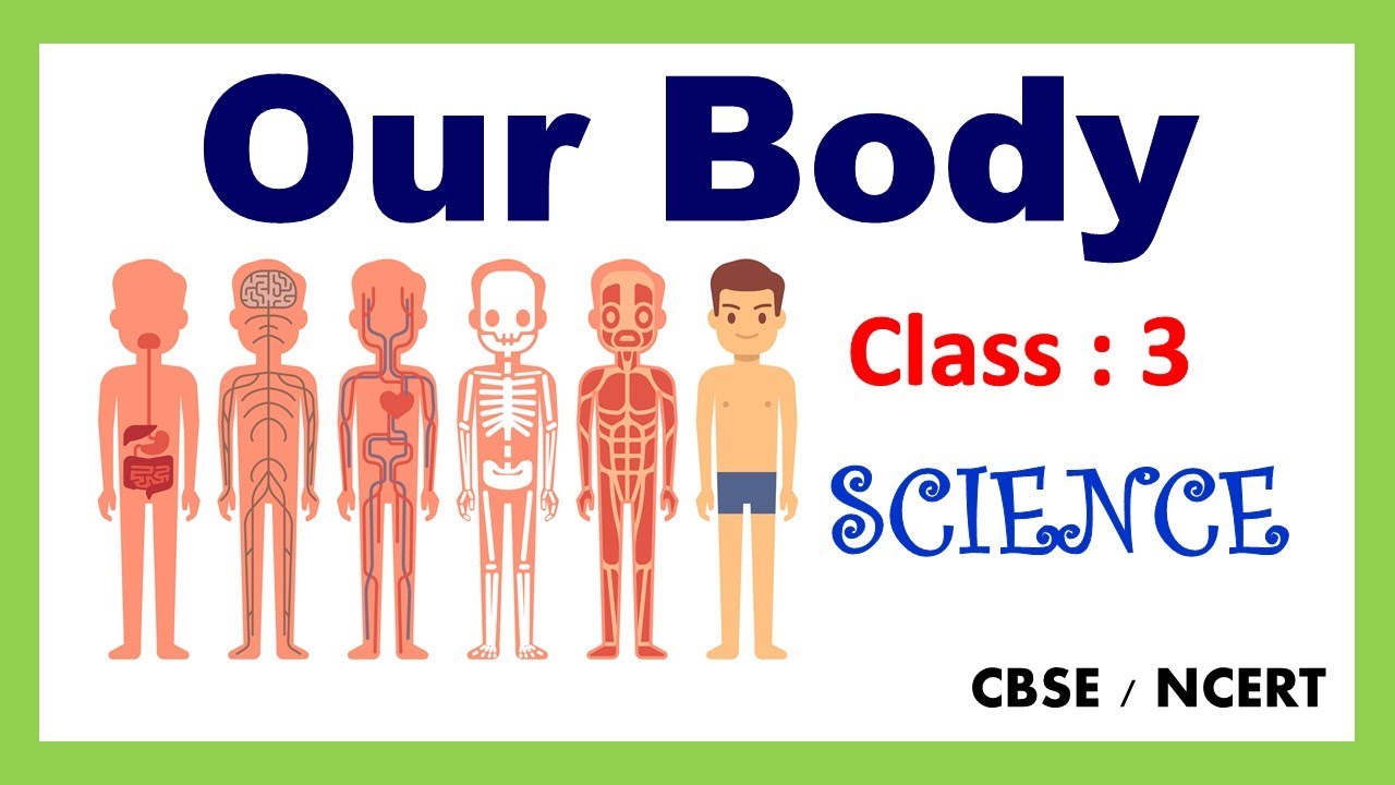 Our Body Class 3 Science EVS CBSE NCERT Organ System Our Body Class 3 Science EVS CBSE NCERT Organ System