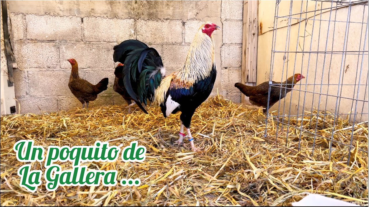 POR FIN, un poco de la gallera ... - YouTube