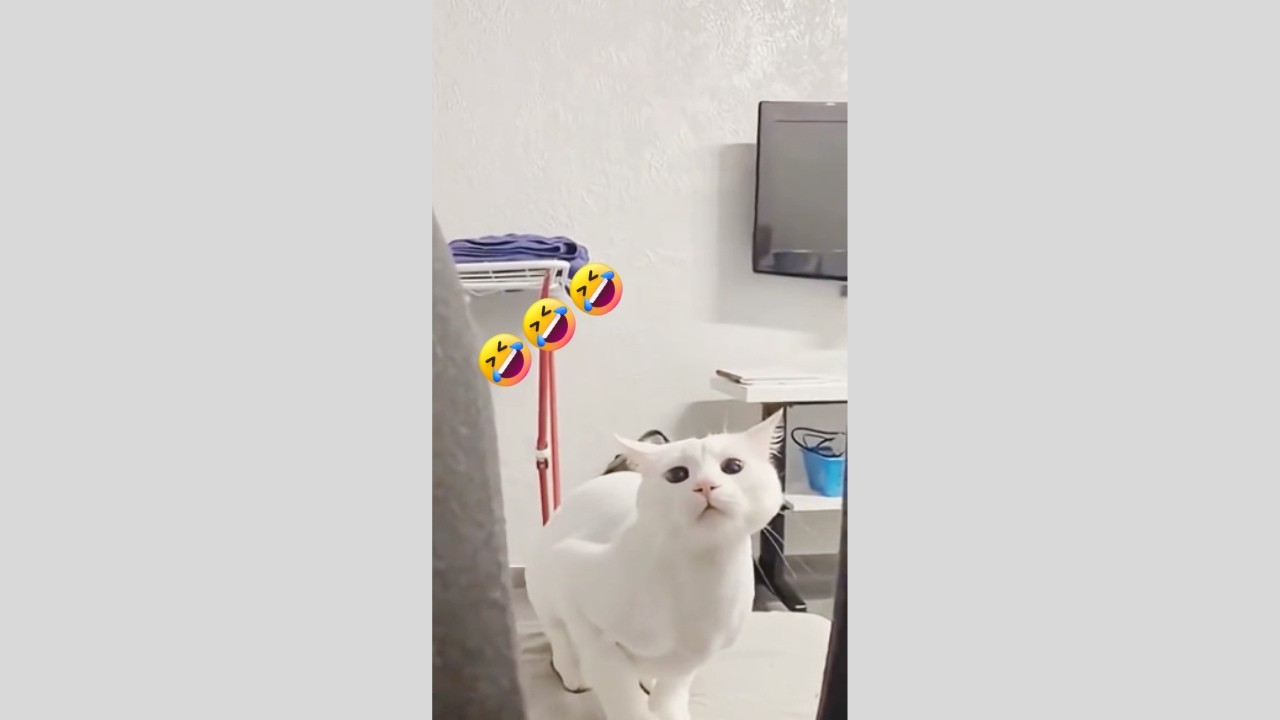 Cats Being Absolute Chaos for 4 Minutes Straight 😹 - YouTube