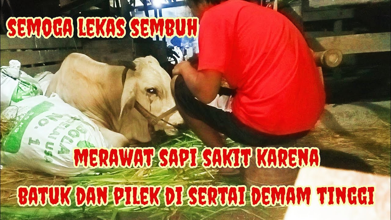Cara Merawat Sapi yang Sakit dan Ambruk - YouTube