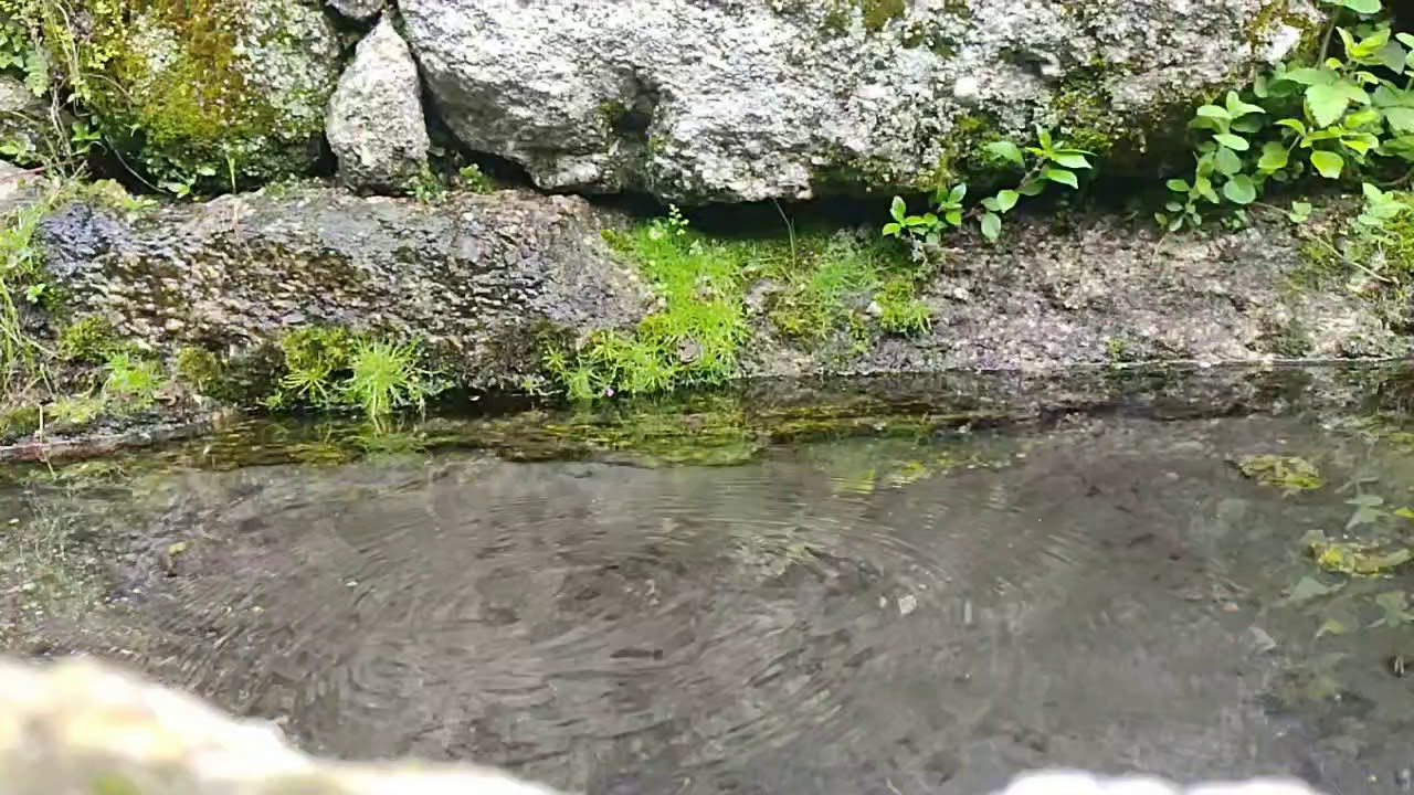 Frog diving in Slow Motion - YouTube