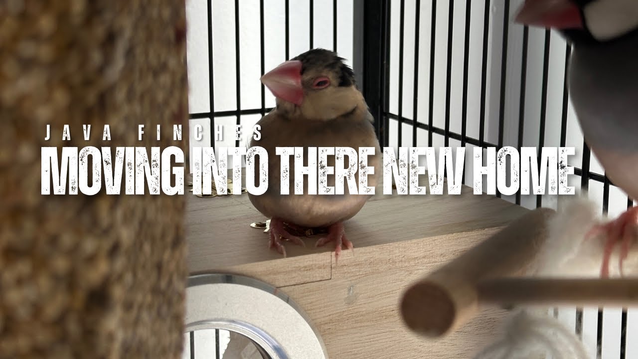 2 Java finches move into there NEW home - YouTube