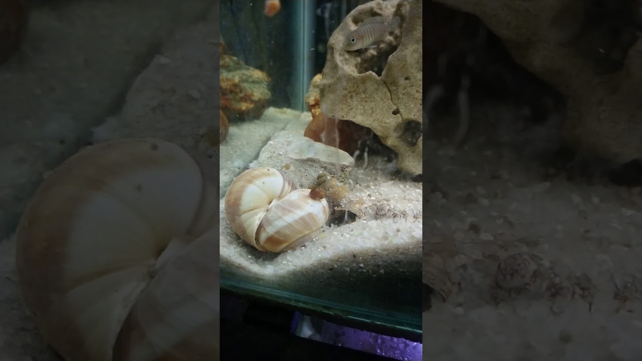 Similis Shell dwellers - YouTube