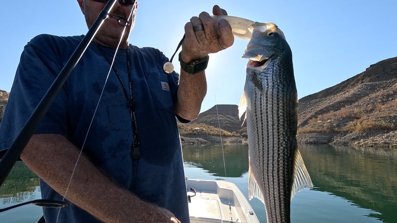 Temple Bar Mako Pro Skiff 15. STRIPER BOIL! #makoboats #lakemeadfishing ...