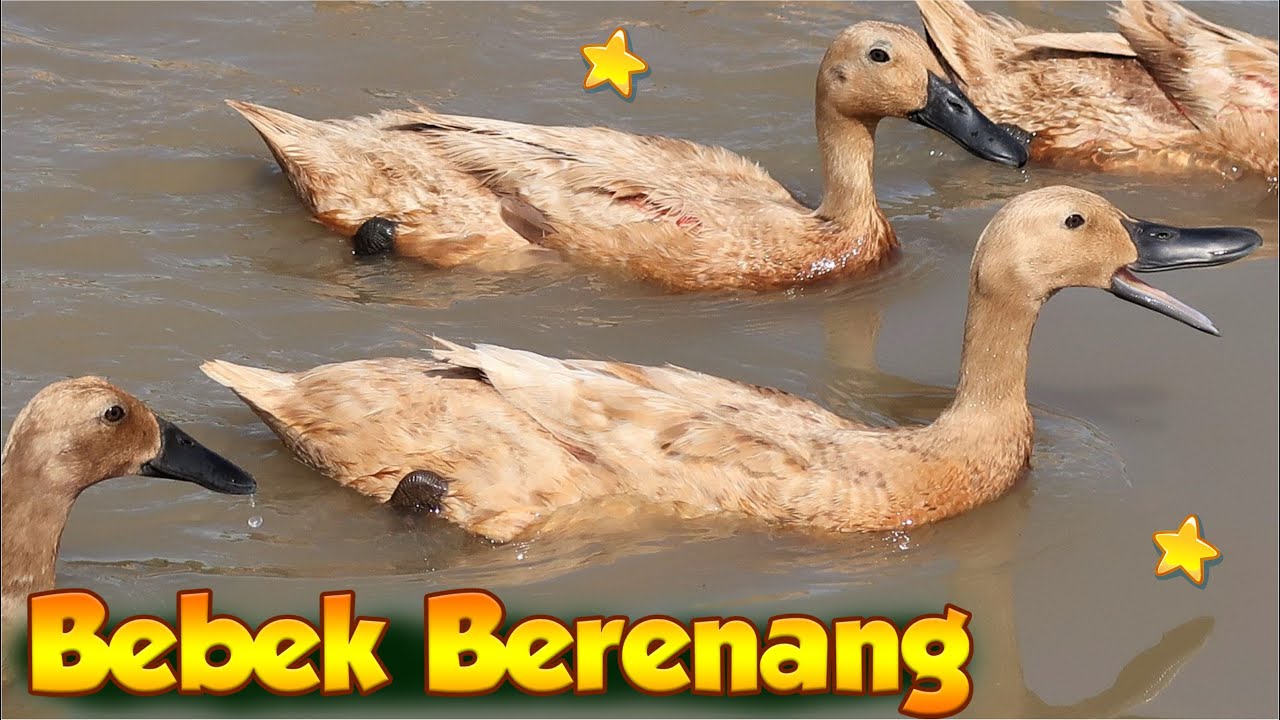 Bebek \ Bebek Berenang Di Kolam Ikan , Bebek Angsa Potong Bebek Angsa ...