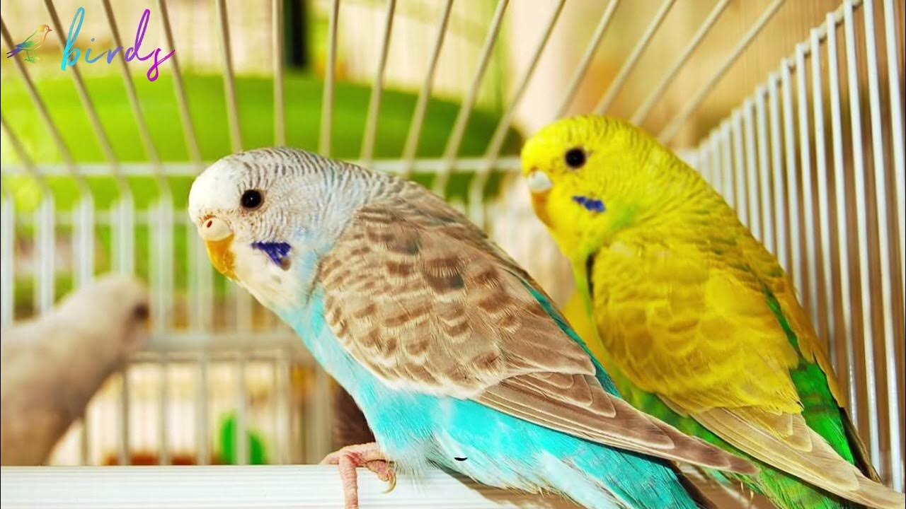 how to tame your budgie and gain trust? - YouTube