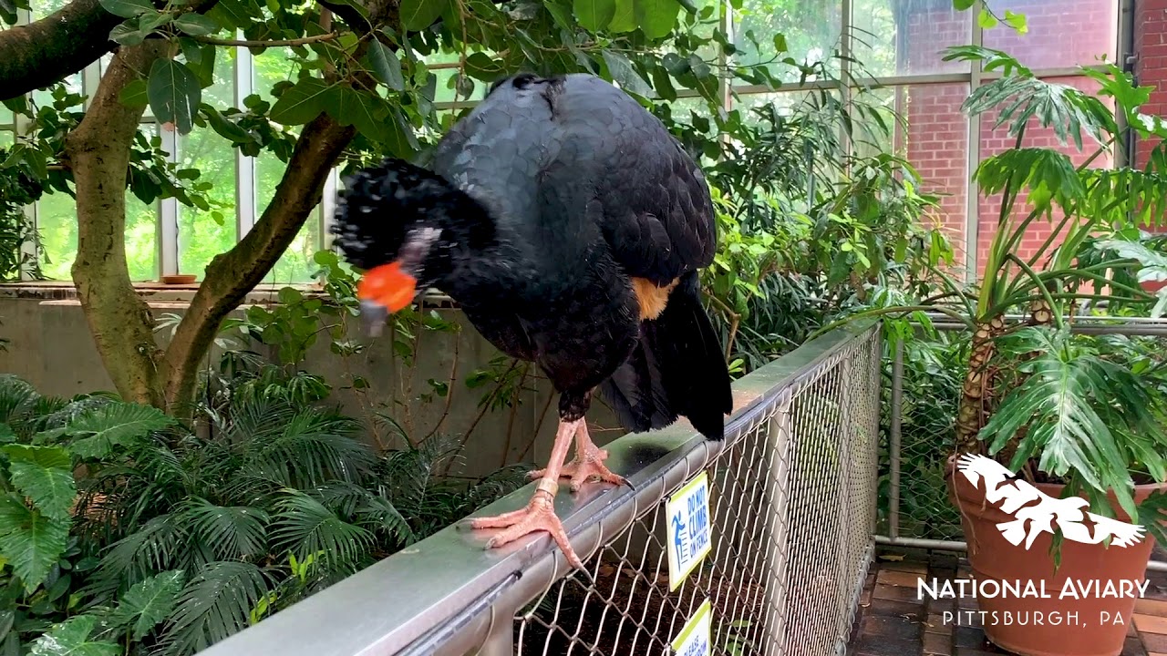 National Aviary Living Dinosaurs presented by Peoples - YouTube