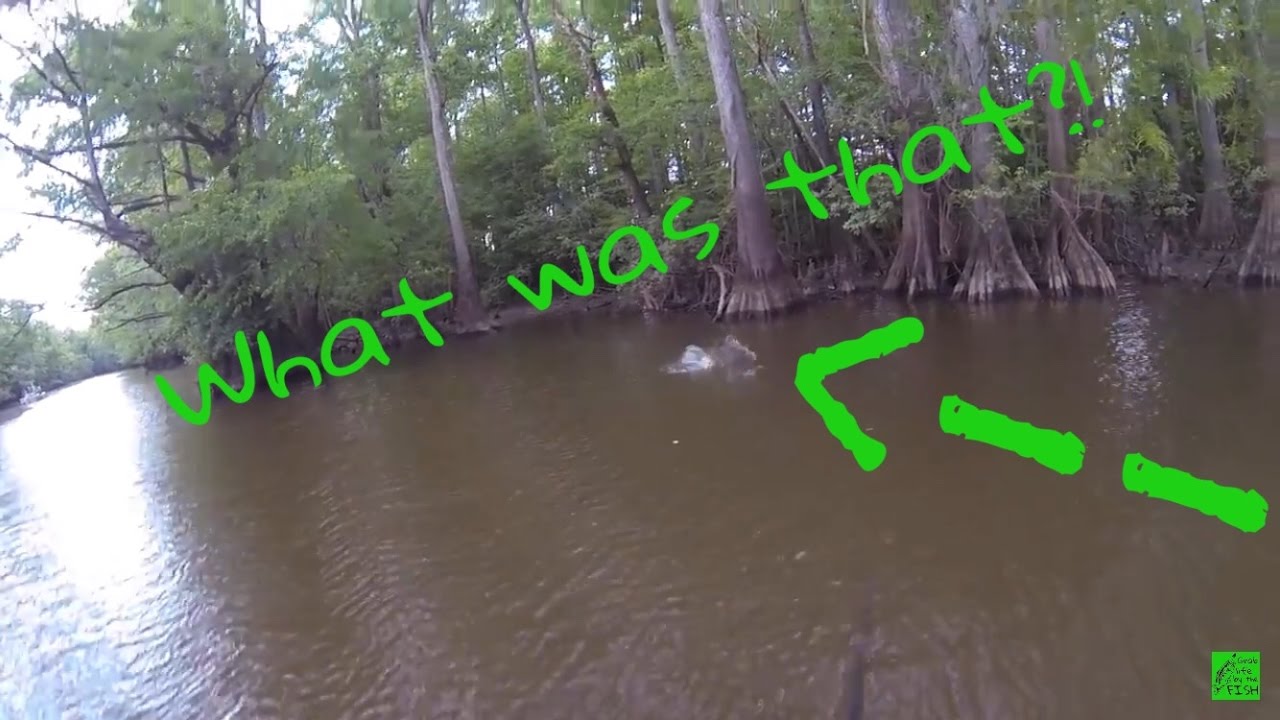 Tar River NC fishing | 365 Bass Challenge - YouTube