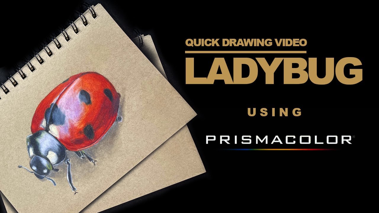 Drawing realistic LADYBUG with prismacolor colored pencils | Timelapse ...