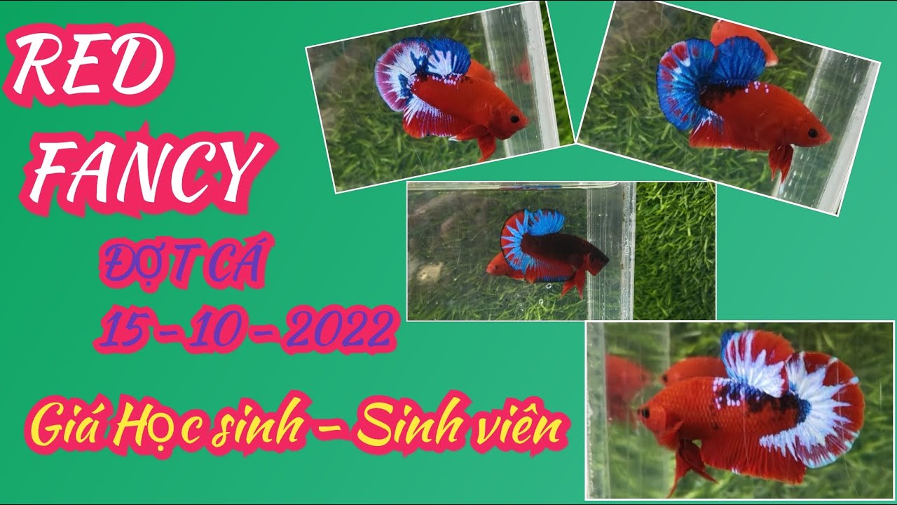 Đợt cá 15 - 10 - 2022 | Red Fancy Star Tail | Giá học sinh - sinh viên ...