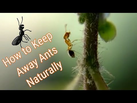 How to Keep away ANTs Naturally चिंटी को कैसे दूर रखें #ants # ...