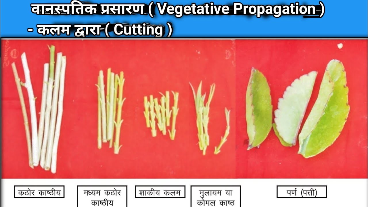 How to Grow Plant from Cuttings| Root Cutting , Leaf Cutting & Stem ...