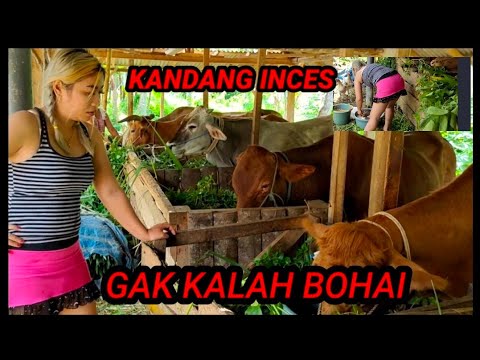 INI DIA SAPI DI KNADANG INCES GAK MAU KALAH SEMOKNYA ,,,,