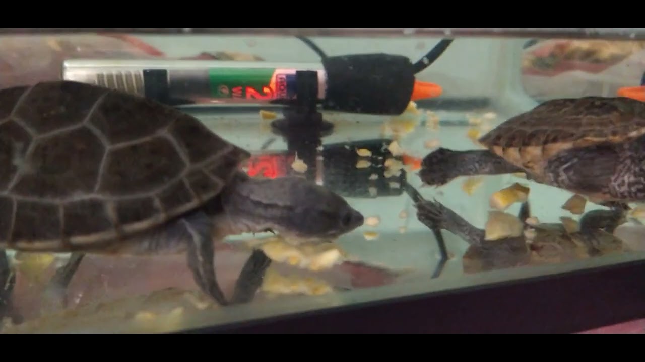 dermatemys mawii comiendo guayaba - YouTube