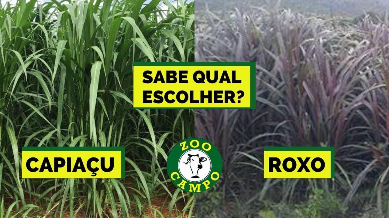 Saiba qual capim escolher para formar a sua capineira, o roxo ou ...