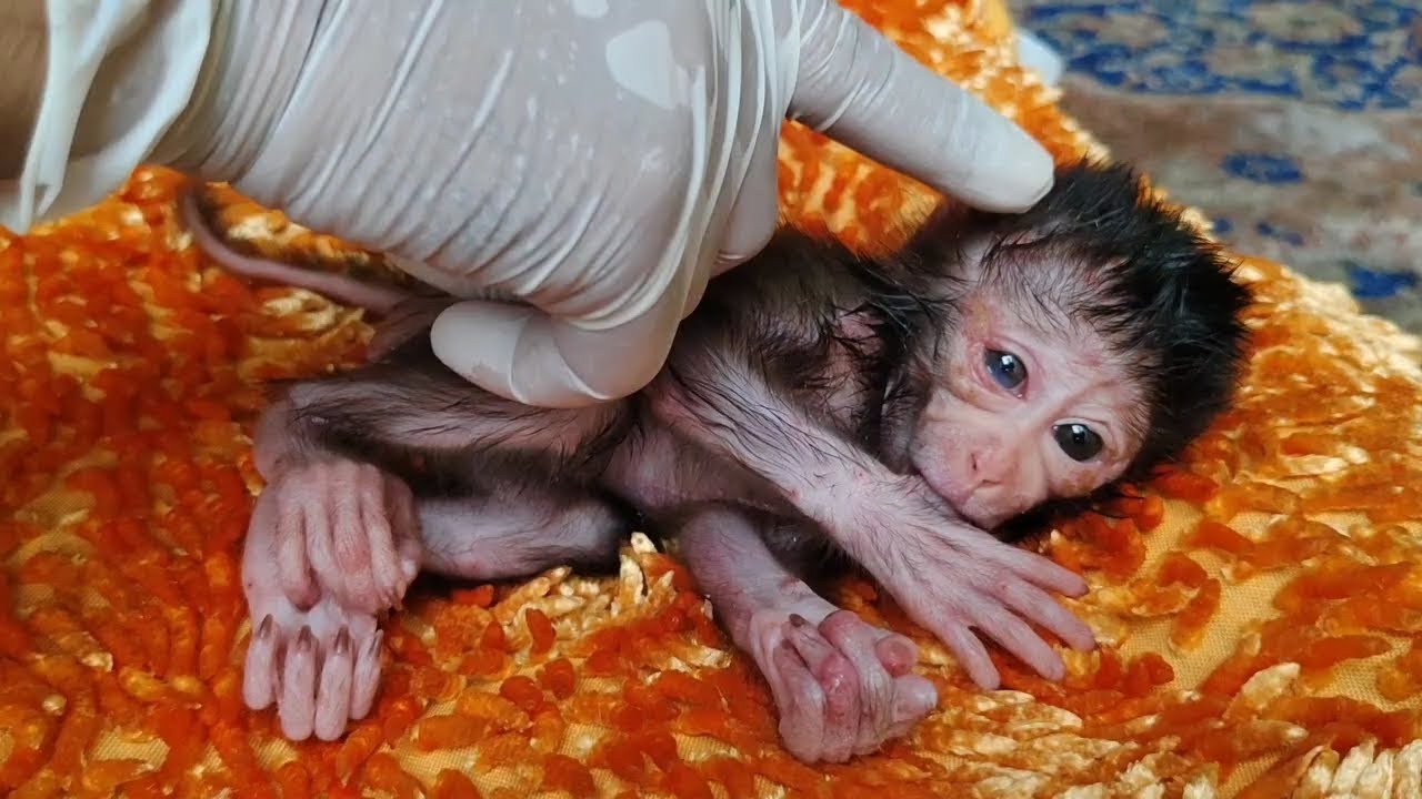the process of giving topical ointment so that the newborn monkey ...