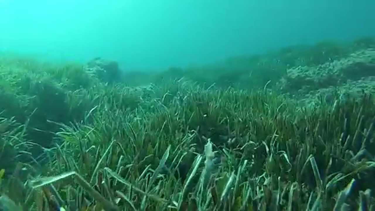 Pradera de Posidonia (Posidonia oceanica) - YouTube