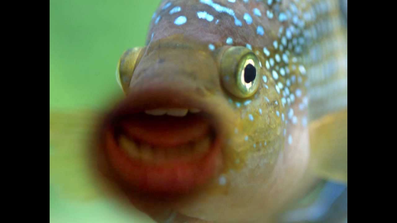 The Singing Fish radio active - YouTube