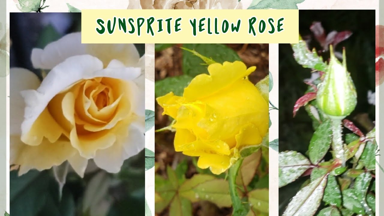 How To Plant Bare Root Roses (Complete Guide) - YouTube