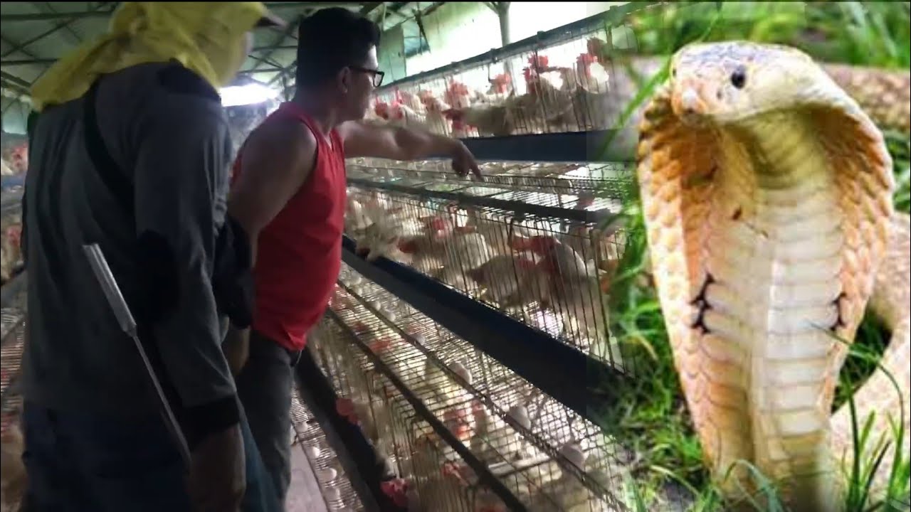 Sa manukan naman ang target ng mga AHAS - YouTube