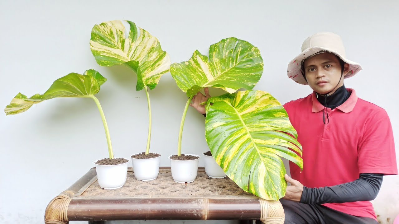 Propagating Giant Pothos (Money Plant) - YouTube