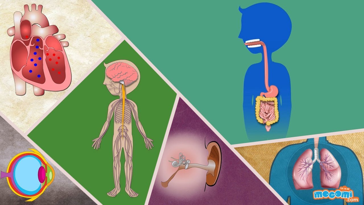 Human Body Parts and Functions - Human Body Systems for Kids ...