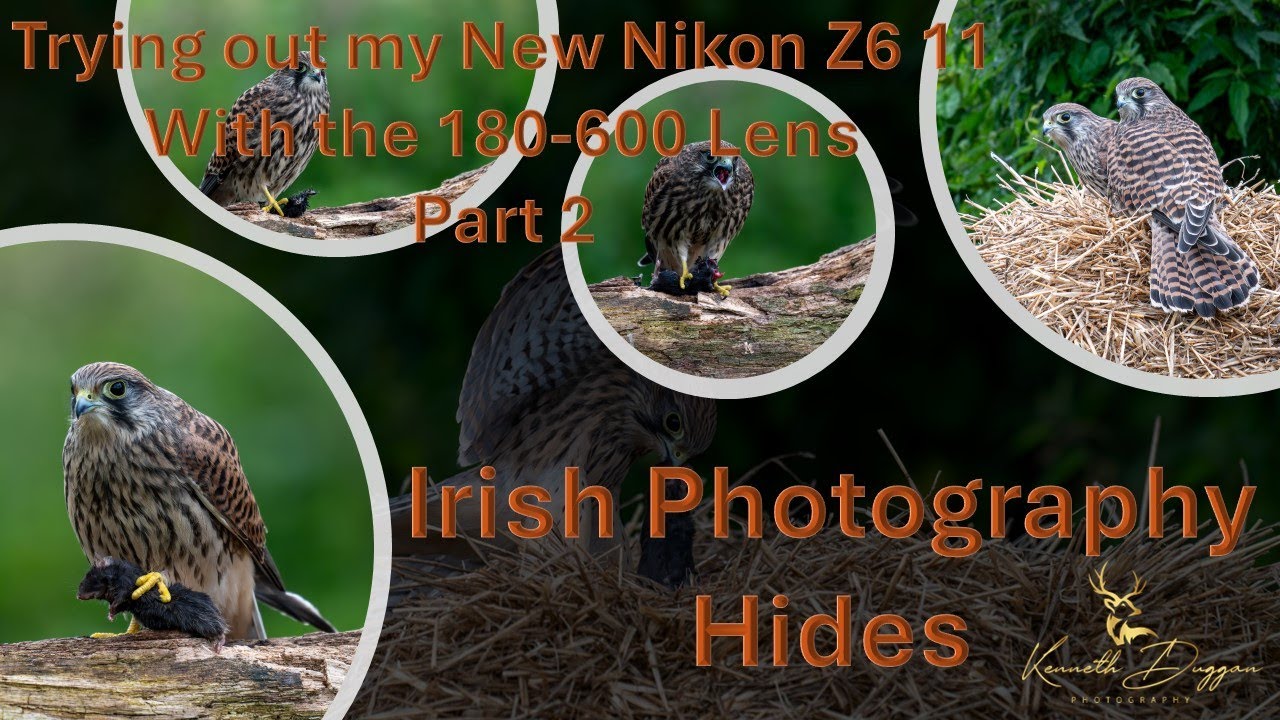First Day Out With New Nikon Z6 11 Part 2. @Irish Wildlife and Nature ...